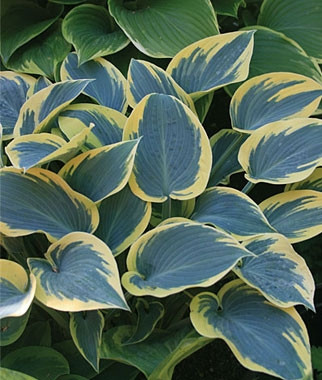 Hosta sieboldiana ' Elegans ' Large Blue-Grey - Kigi Nursery