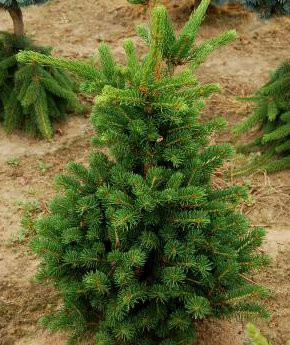 Pinus cembra ' Tip Top ' Dwarf Columnar Swiss Stone Pine - Kigi Nursery