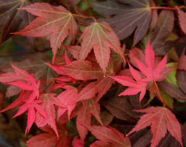 Acer palmatum ' Ukon ' Japanese Maple Tree - Kigi Nursery