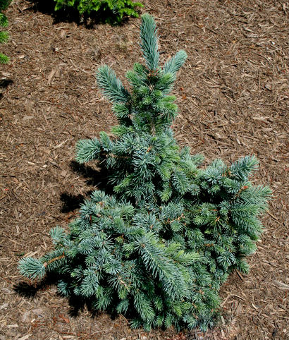 Picea engelmannii ' Bushs Lace ' Weeping Engelmann Spruce - Kigi Nursery