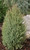 Juniperus communis 'Miniature' Dwarf Common Juniper - Kigi Nursery