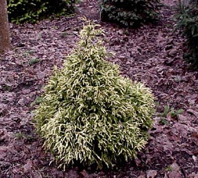 Cryptomeria japonica 'Knaptonensis' Dwarf Japanese Cedar - Kigi Nursery