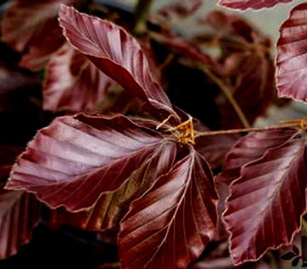 Fagus sylvatica ' Riversii ' Purple European Beech Tree - Kigi Nursery