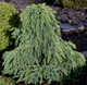 Cedrus deodara 'Feelin Blue' Weeping Dwarf Himalayan Cedar - Kigi Nursery