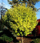 Ginkgo biloba 'Tschi tschi' Dwarf Maidenhair Tree - Kigi Nursery