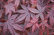 Acer palmatum ' English Town ' Dwarf Red Japanese Maple - Kigi Nursery