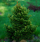 Picea abies 'Ohlendorfii' Dwarf Norway Spruce - Kigi Nursery