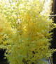 Acer palmatum 'Bihou' Coral Yellow Bark Japanese Maple Tree - Kigi Nursery