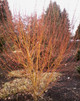 Acer palmatum 'Bihou' Coral Yellow Bark Japanese Maple Tree - Kigi Nursery