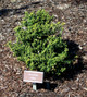Ilex crenata 'Geisha' Dwarf Japanese Holly - Kigi Nursery