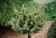 Cedrus brevifolia 'Kenwith' Miniature Cyprian Cedar - Kigi Nursery