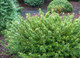 Cephalotaxus harringtonia 'Hedgehog' Dwarf Japanese Plum Yew - Kigi Nursery