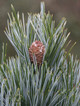 Pinus koraiensis 'Morris Blue' Blue Korean Pine - Kigi Nursery