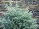 Tsuga canadensis 'Horsford Contorted' Dwarf Canadian Hemlock - Kigi Nursery