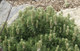 Pinus nigra 'Helga' Dwarf Austrian Pine - Kigi Nursery