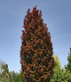 Fagus sylvatica 'Red Obelisk' Columnar European Beech Tree - Kigi Nursery