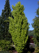Fagus sylvatica 'Dawyck Gold' Golden Columnar Beech Tree - Kigi Nursery