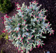 Picea pungens ' Ruby Teardrops ' Dwarf Blue Spruce - Kigi Nursery