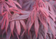 Acer palmatum 'Elizabeth' Dwarf Japanese Maple - Kigi Nursery