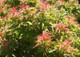 Acer palmatum 'Ryuzu' Dwarf Japanese Maple - Kigi Nursery