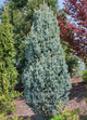 Picea Pungens Iseli Fastigiate Narrow Colorado Blue Spruce Kigi Nursery