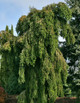 Weeping Silver Firs | Buy at Kigi Nursery