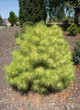 Pinus densiflora 'Golden Ghost' Variegated Japanese Red Pine - Kigi Nursery