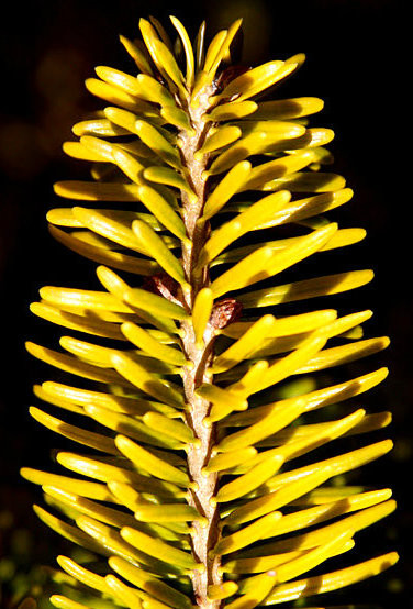 Abies nordmanniana 'Golden Spreader' Dwarf Golden Caucasian Fir - Kigi ...