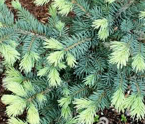 Picea pungens ' Stilton Cheese ' Spring Cream Blue Spruce - Kigi Nursery