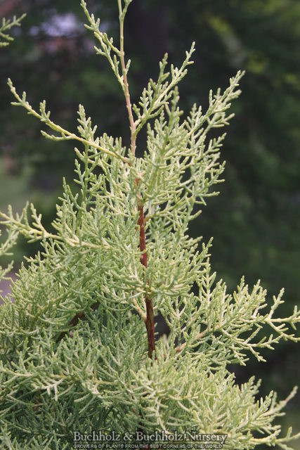 Cupressus glabra 'Sulphurea' Columnar Yellow Arizona Cypress - Kigi Nursery