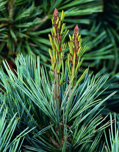 Pinus parviflora 'Cleary' Japanese White Pine - Kigi Nursery