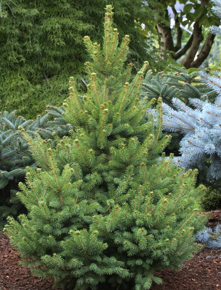 Picea glauca 'North Star' Upright Narrow White Spruce - Kigi Nursery
