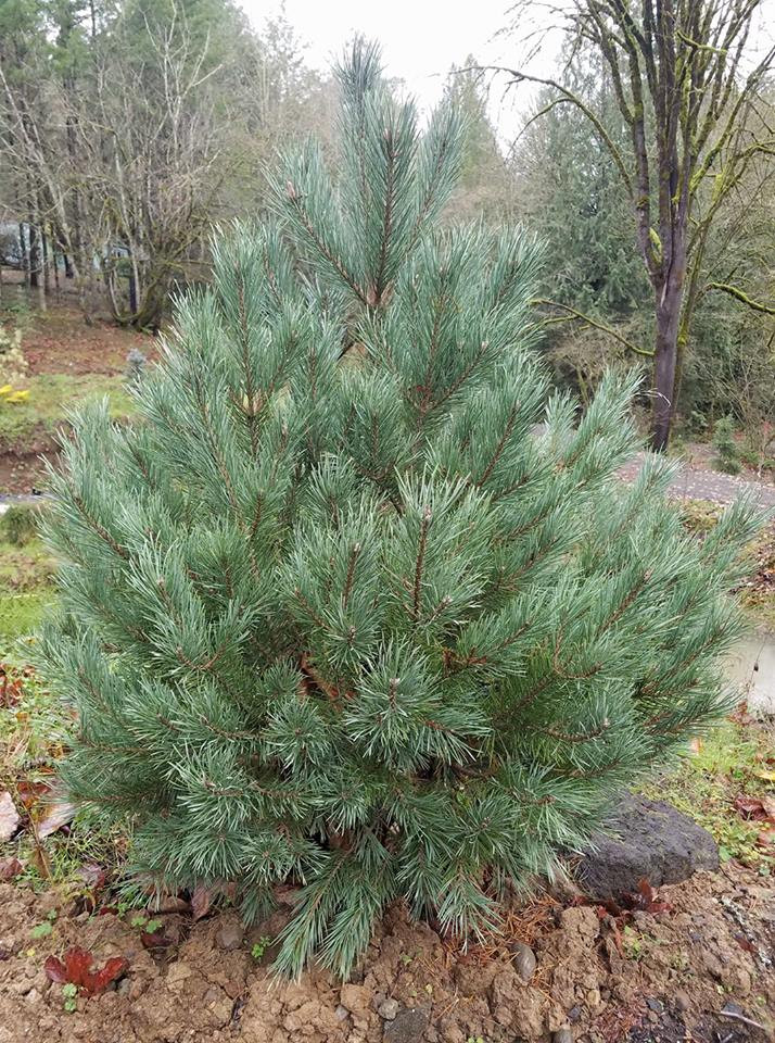 Pinus sylvestris 'Riverside Gem' Blue Dwarf Globe Scot's Pine - Kigi ...