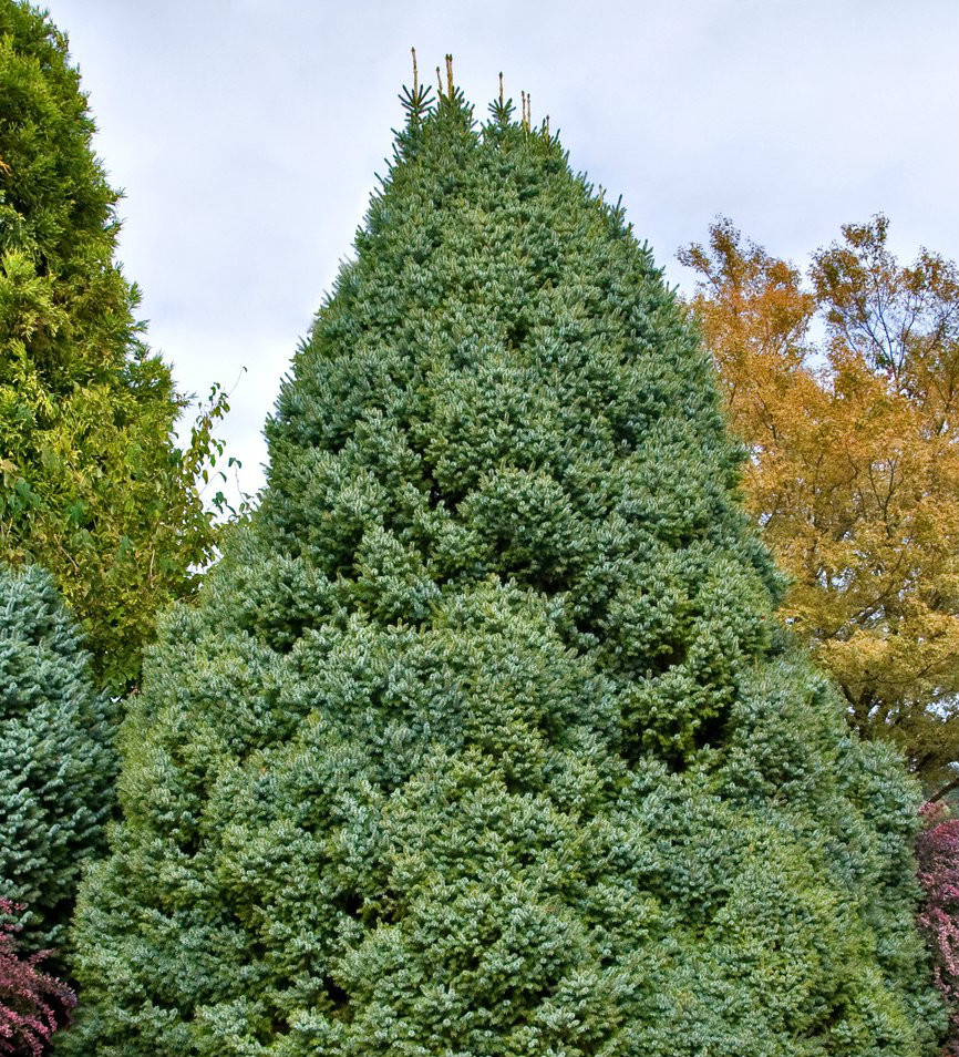 Picea omorika 'Nana' Dwarf Serbian Spruce - Kigi Nursery