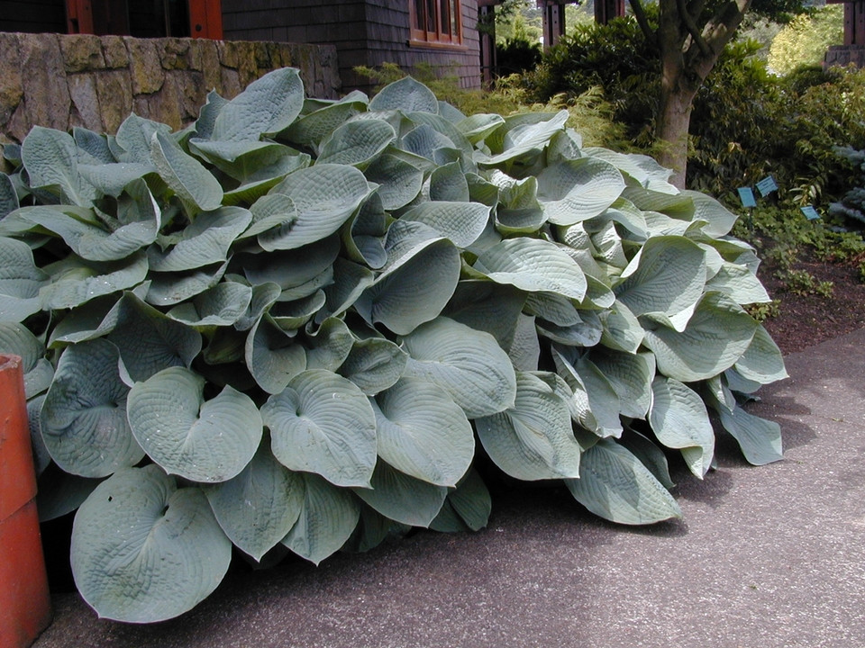 Hosta sieboldiana 'Elegans' Large Blue-Grey - Kigi Nursery