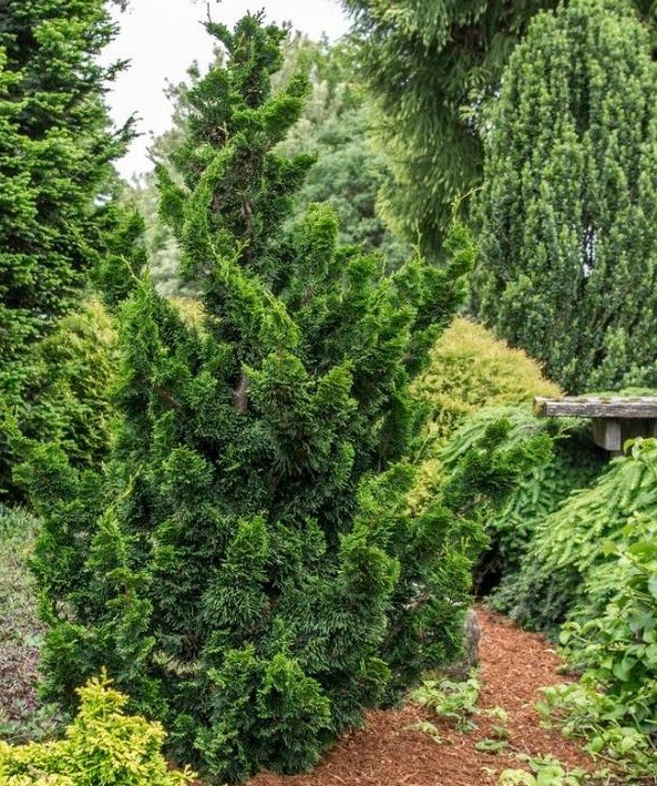 Chamaecyparis obtusa 'Thoweil' Dwarf Japanese Hinoki Cypress - Kigi Nursery