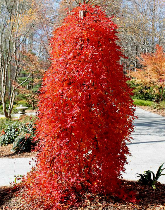 Acer palmatum 'Ryusen' Weeping Japanese Maple - Kigi Nursery