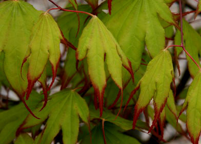 Acer palmatum 'Tsuma beni' Japanese Maple Tree - Kigi Nursery