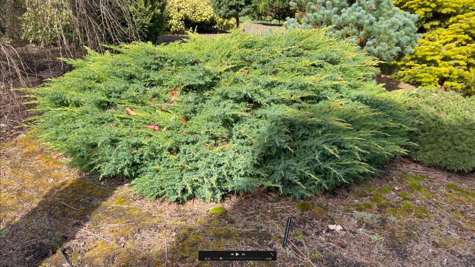 Juniperus chinensis 'Daub's Frosted' Chinese Juniper - Kigi Nursery