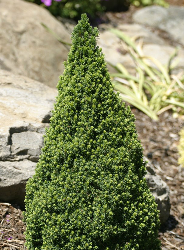 Picea glauca 'Pixie' Miniature Alberta Spruce - Kigi Nursery
