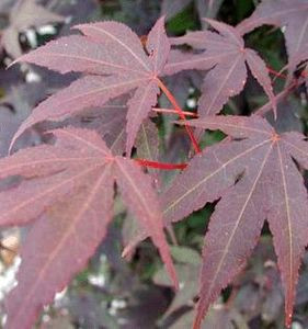 Acer palmatum 'Oshio beni' Japanese Maple Tree - Kigi Nursery