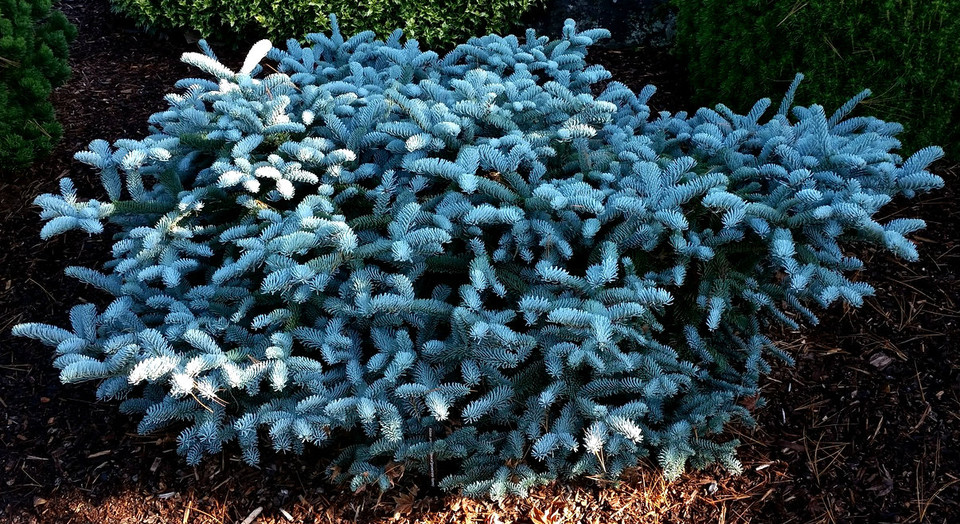 Abies procera 'Glauca Prostrata' Crawling Dwarf Blue Noble Fir - Kigi ...