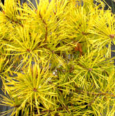 Pinus sylvestris 'Gold Coin' Golden Scot's Pine - Kigi Nursery