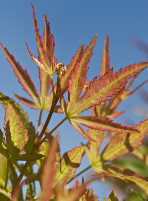 Acer palmatum 'Bonfire' Dwarf Japanese Maple Tree - Kigi Nursery