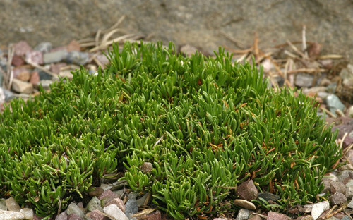 Pinus mugo 'Michelle' Miniature Mugo Pine - Kigi Nursery