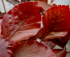 Fagus sylvatica 'Dawyck Purple' Burgundy Columnar Beech Tree - Kigi Nursery