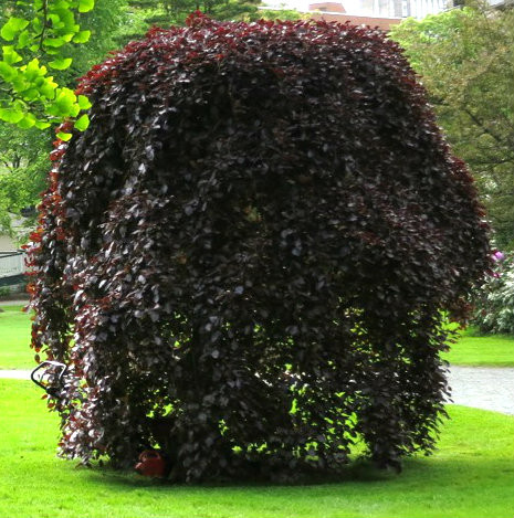 Fagus sylvatica 'Purpurea Pendula' Weeping Purple Beech Tree - Kigi Nursery