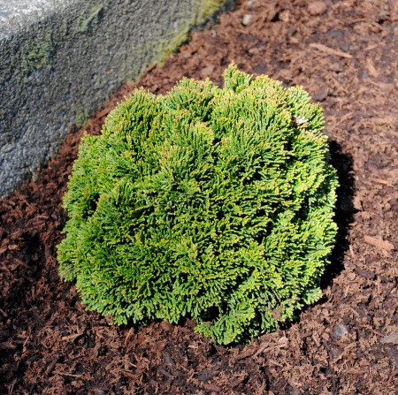 Chamaecyparis obtusa ' J.R. ' Miniature Japanese Hinoki Cypress - Kigi ...