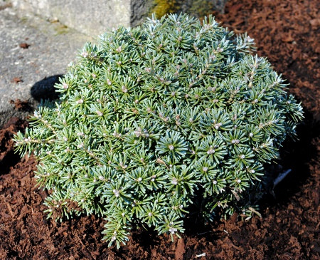 Abies koreana 'Blauer Eskimo' Miniature Korean Fir - Kigi Nursery
