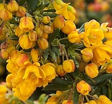 Berberis x stenophylla ' Corallina Compacta ' Miniature Barberry - Kigi ...